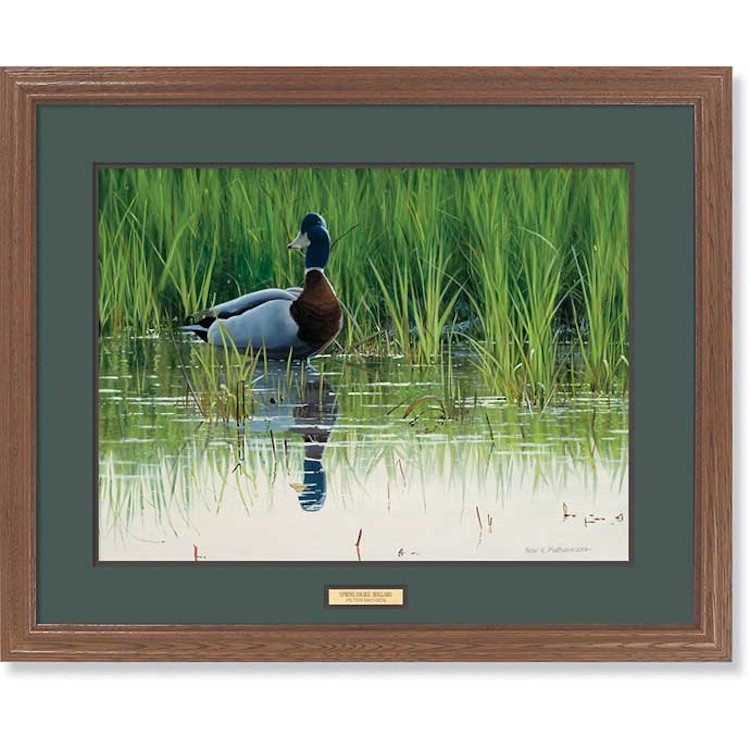 Spring Drake Mallard Framed Art Print